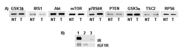 MILLIPLEX MAP Total Akt/mTOR Magnetic Bead 11-Plex Kit - Cell Signaling ...